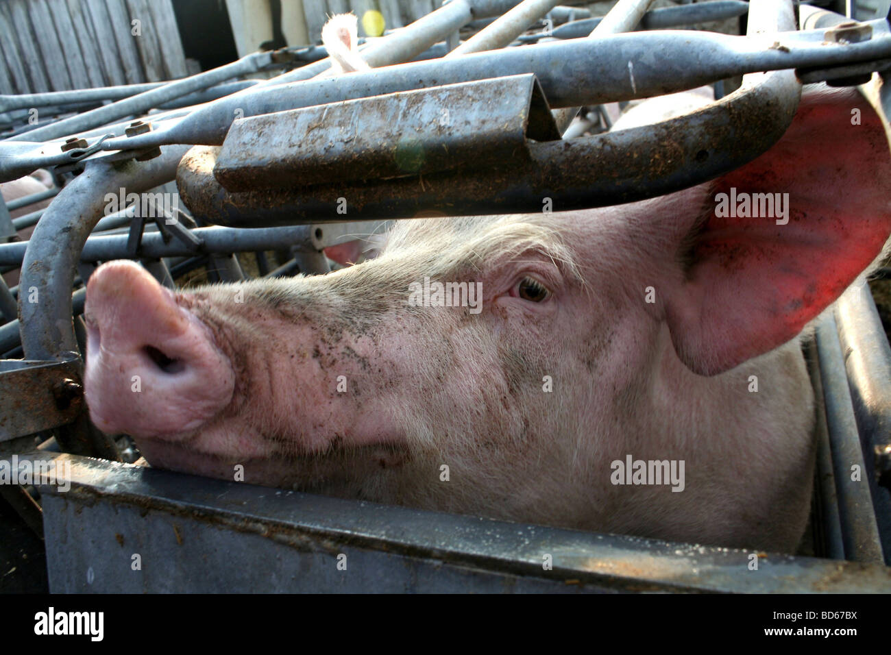 Pigsties hi-res stock photography and images - Alamy
