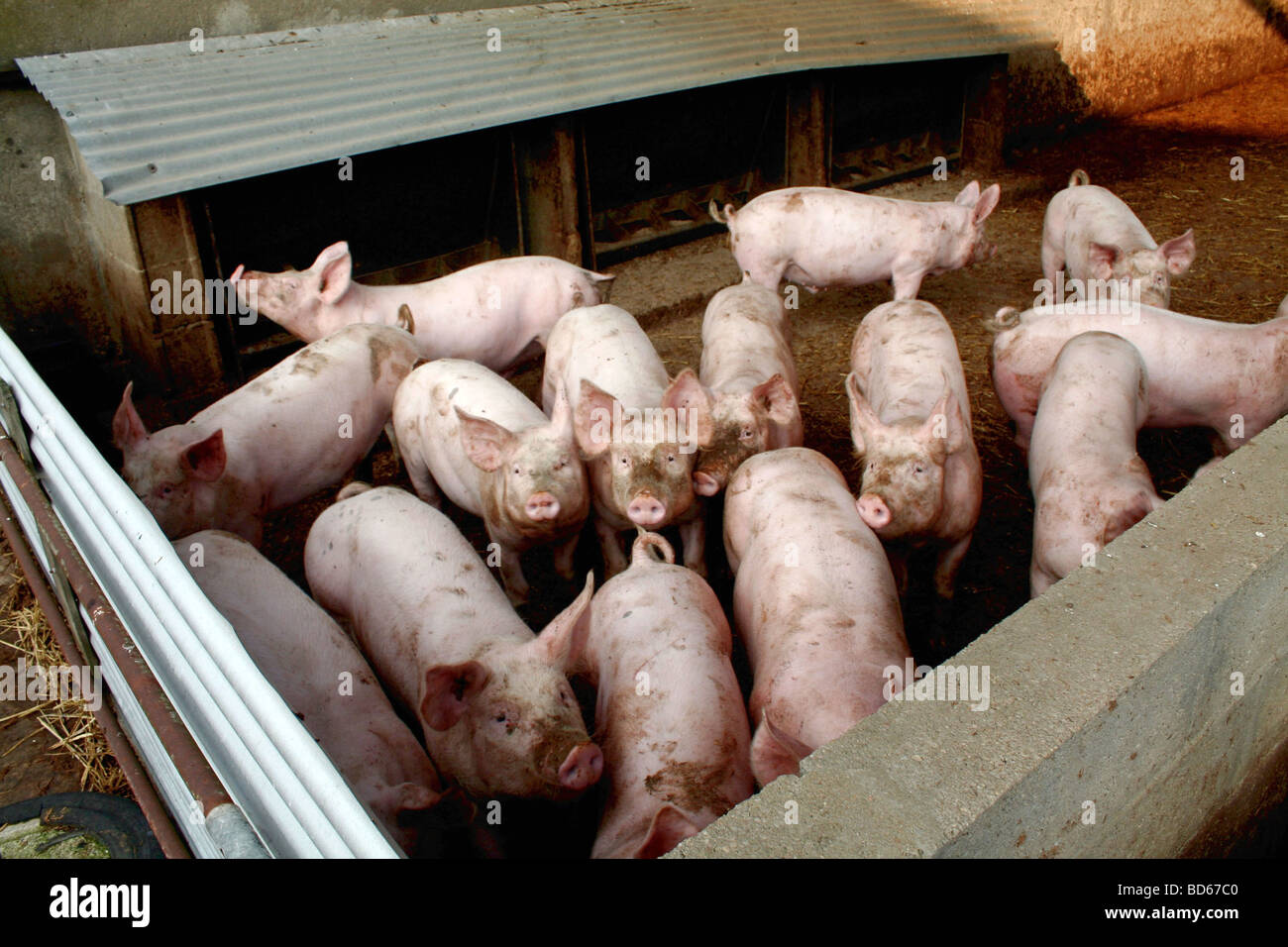Pigsties hi-res stock photography and images - Alamy