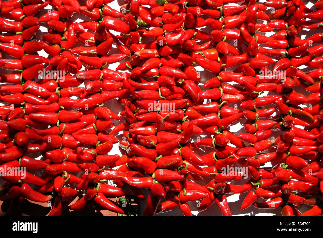 Espelette pepper (64 Stock Photo - Alamy