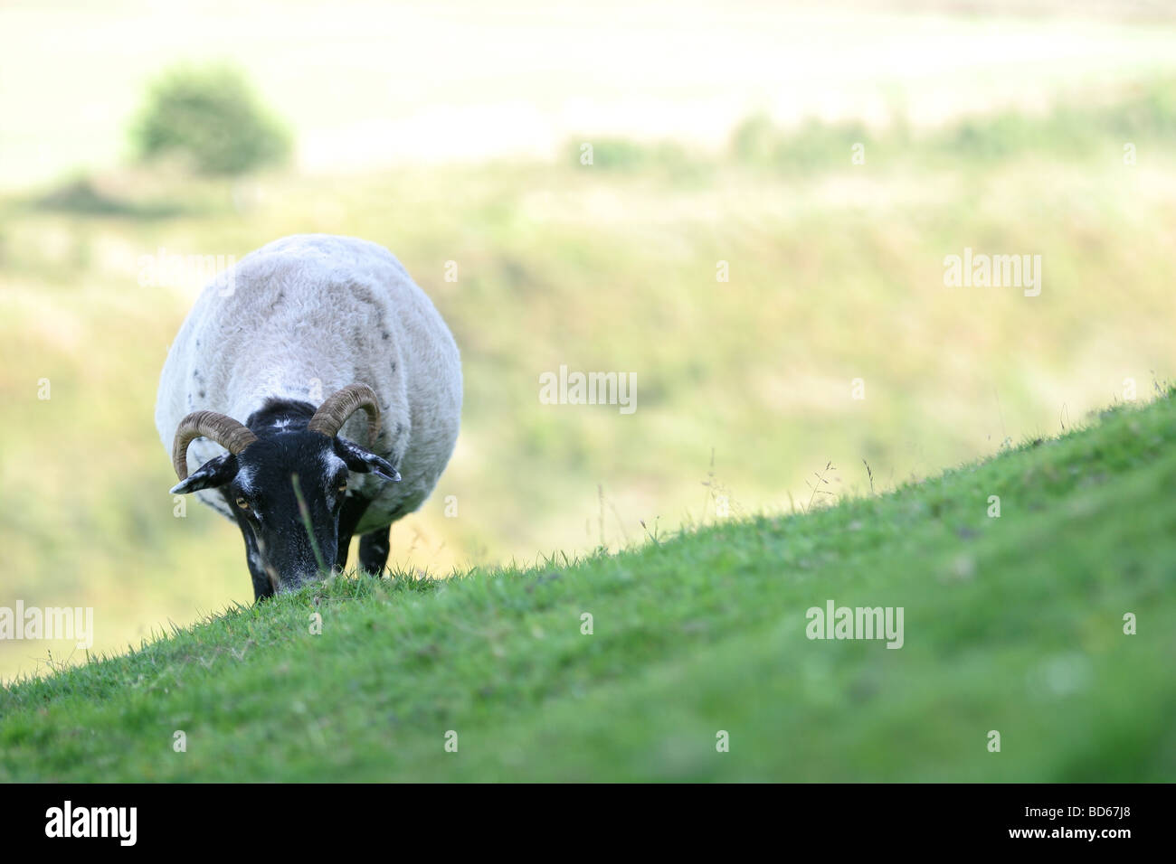 Lone sheep on hillside in Ayrshire Stock Photo - Alamy