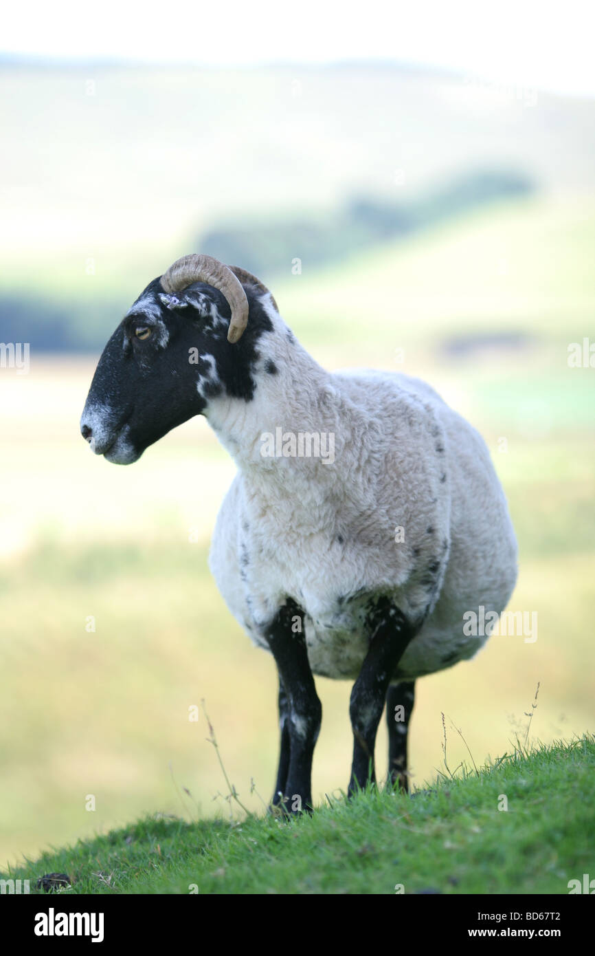 Lone sheep hi-res stock photography and images - Alamy