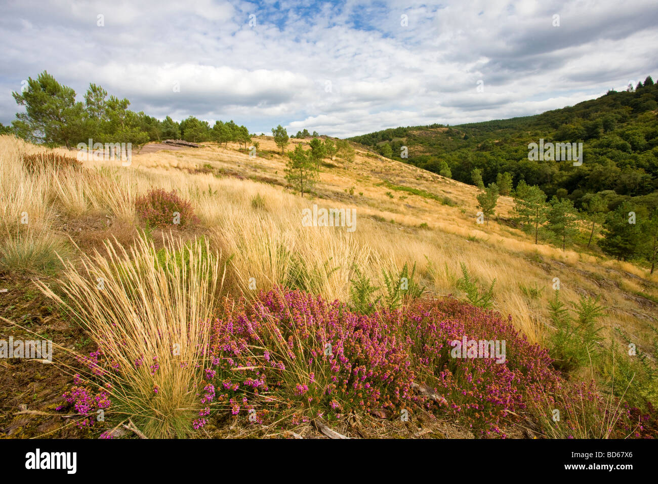 Paimpont forest, also known as Brocéliande: "Le Val sans Retour" (Vale ...
