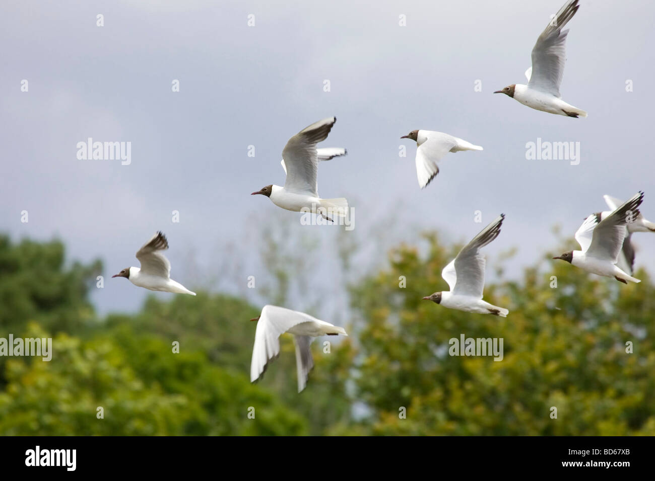 Seagulls in flight Stock Photo - Alamy
