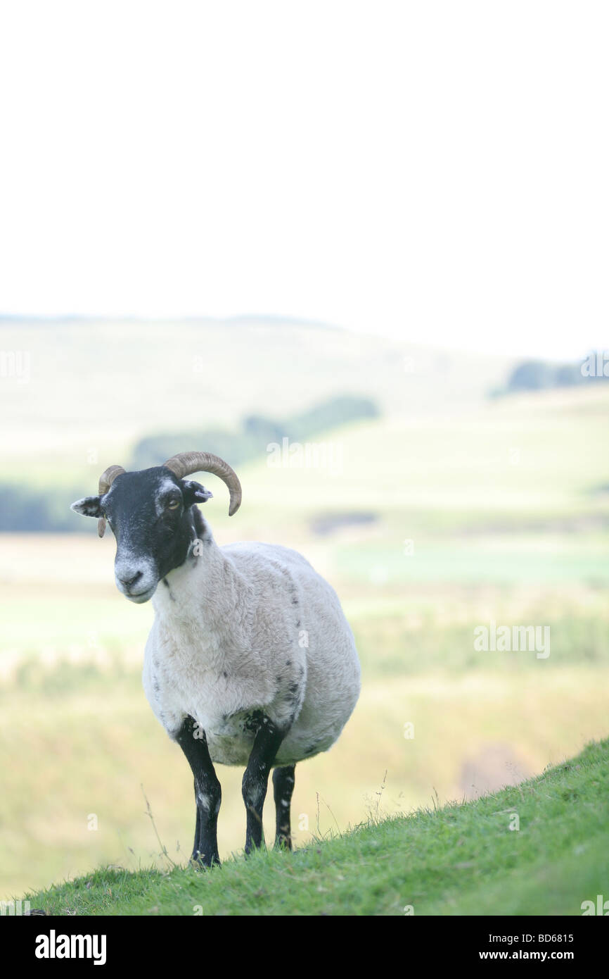 Black sheep alone hi-res stock photography and images - Alamy