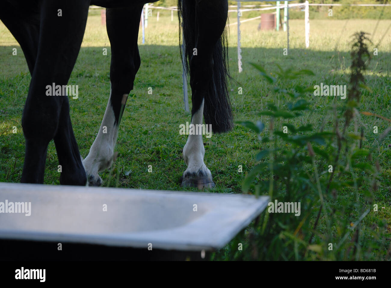 Horse Paddock Bath High Resolution Stock Photography and Images - Alamy