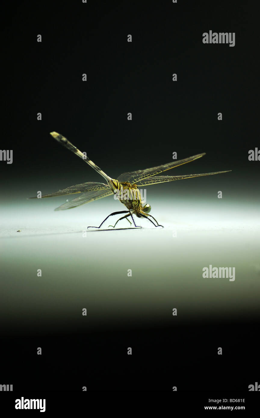 Dragon fly in a ballet dance,picture from kanuur, Kerala, India Stock ...
