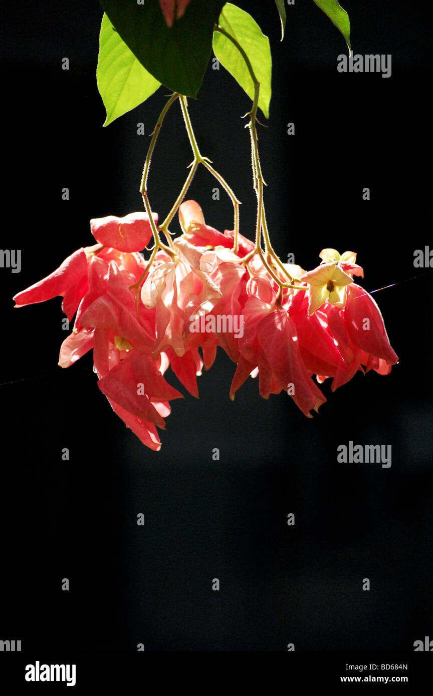 mossanda flower,with deep background Stock Photo - Alamy