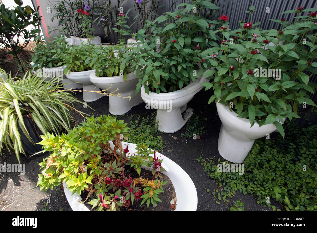 Flowers are plant in stool pots Stock Photo - Alamy