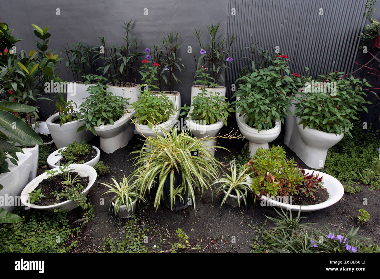 Flowers are plant in stool pots Stock Photo - Alamy
