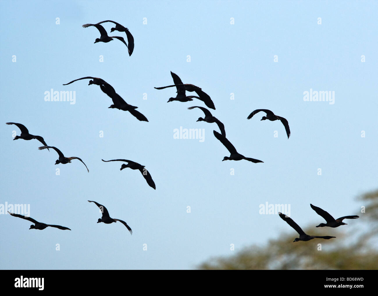 Ducks flying hi-res stock photography and images - Alamy