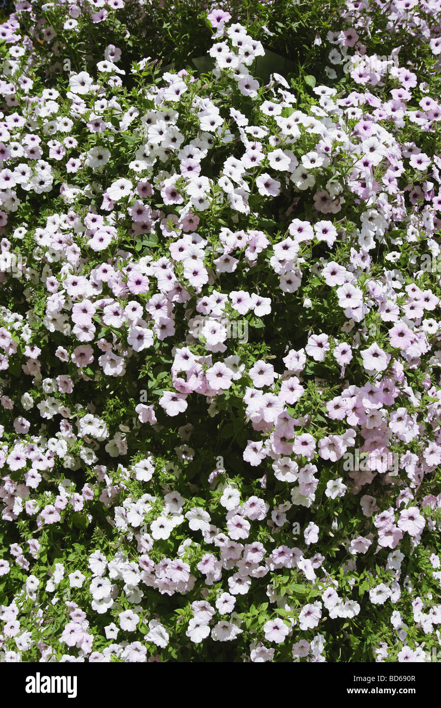 Madrid flower hi-res stock photography and images - Alamy