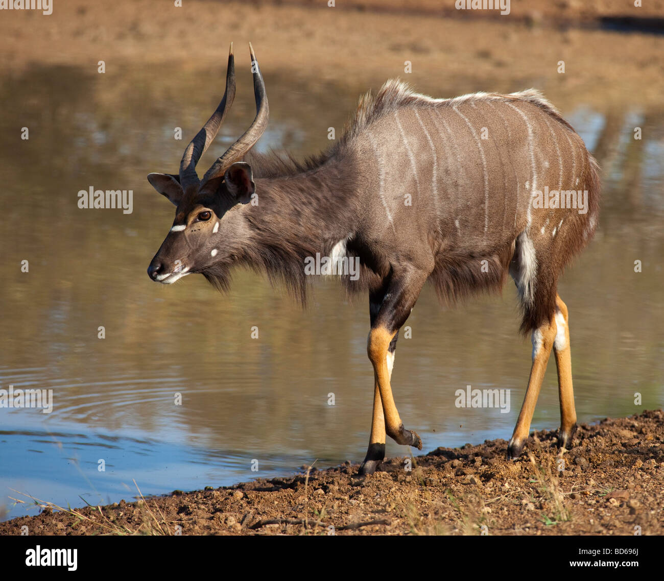 Nyala bull hi-res stock photography and images - Alamy