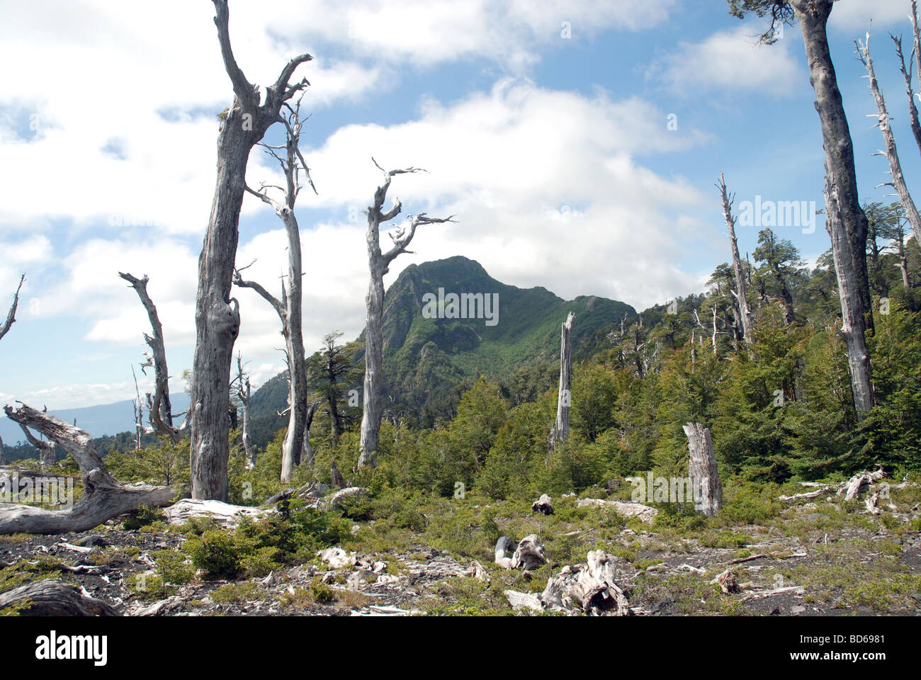 Dead tree from volcanic ashes in Villarica, Chile Stock Photo - Alamy
