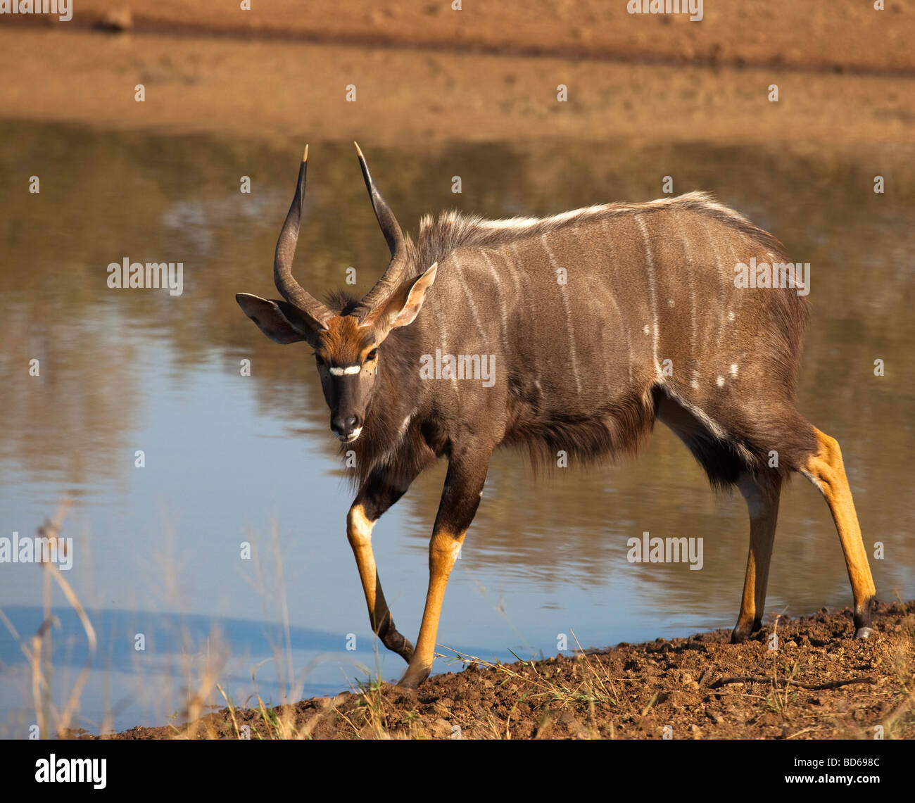 Nyala bull hi-res stock photography and images - Alamy