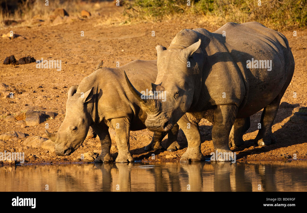 rhino with young Stock Photo - Alamy