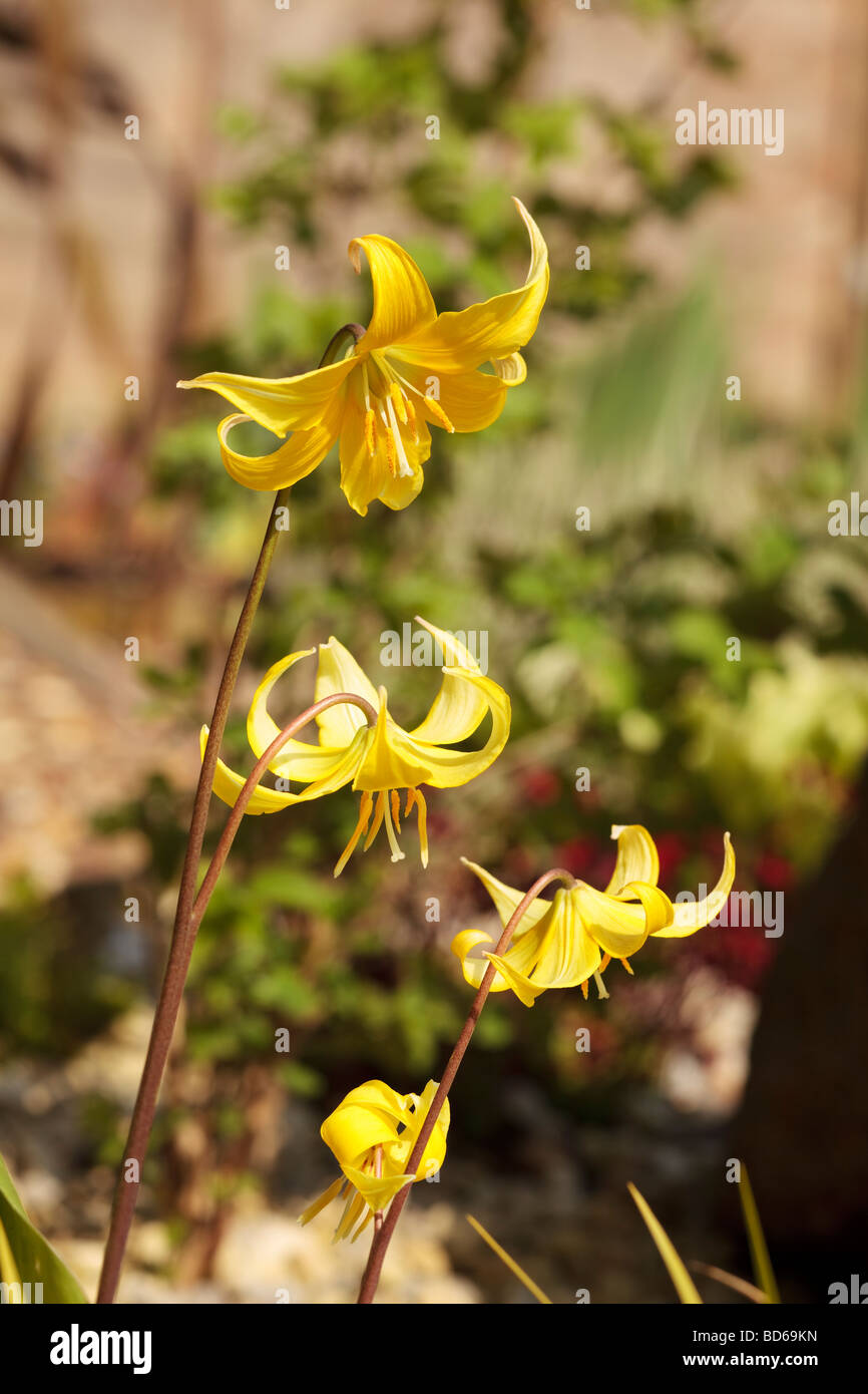 Yellow Erythronium Pagoda flower heads spring April unsharpened Stock ...