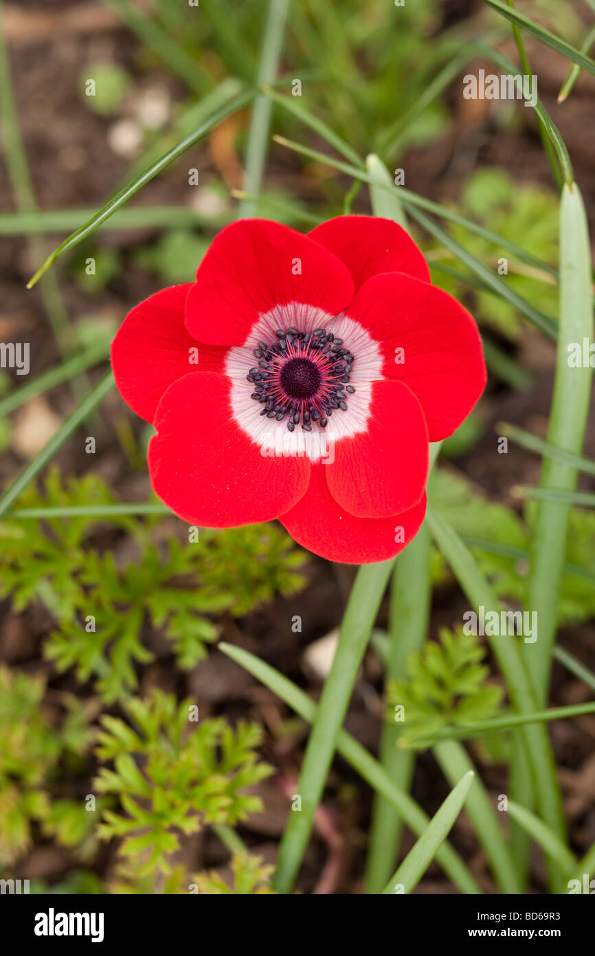 Single red anemone flower hi-res stock photography and images - Alamy