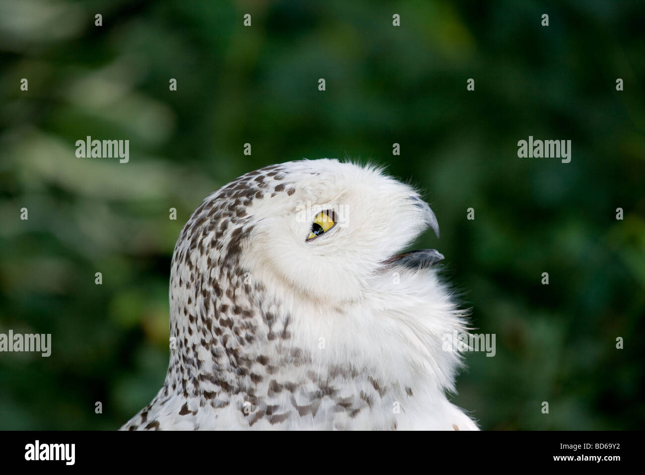 Snowy owl profile in close up Stock Photo - Alamy