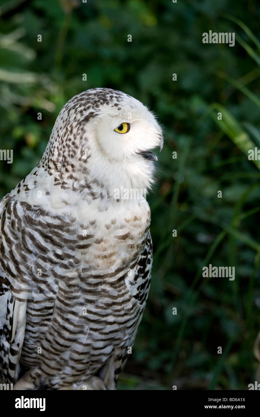 Beautiful snowy owl hi-res stock photography and images - Alamy