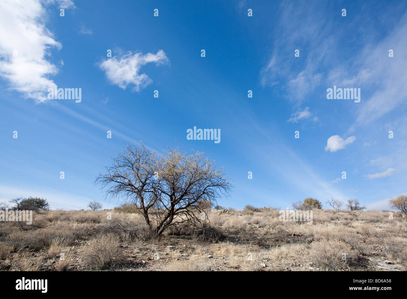 Arizona desert trees hi-res stock photography and images - Alamy