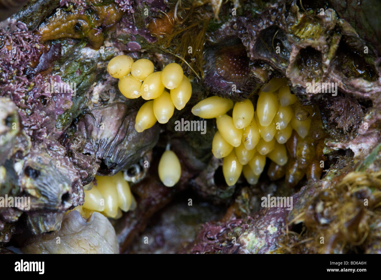 Whelk Eggs High Resolution Stock Photography and Images - Alamy