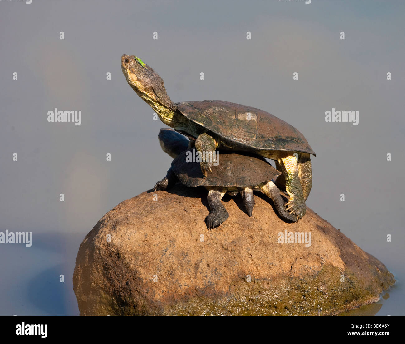 Terrapin wildlife africa hi-res stock photography and images - Alamy