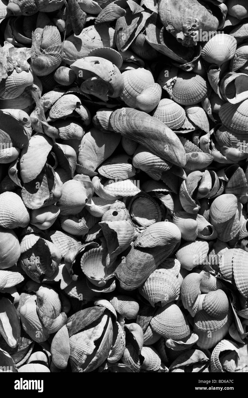 British White Sea Shells High Resolution Stock Photography and Images ...