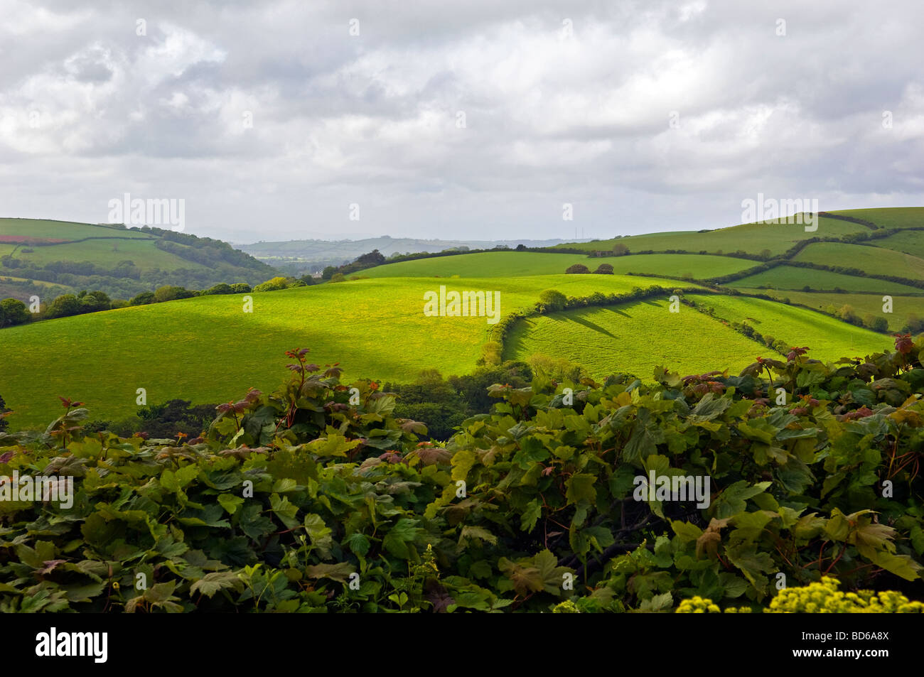 Green fields of devon hi-res stock photography and images - Alamy