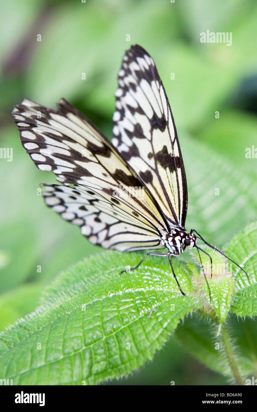 White nymph of a tree hi-res stock photography and images - Alamy