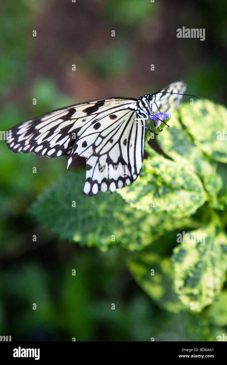White Tree Nymph Butterfly (idea leuconoe Stock Photo - Alamy