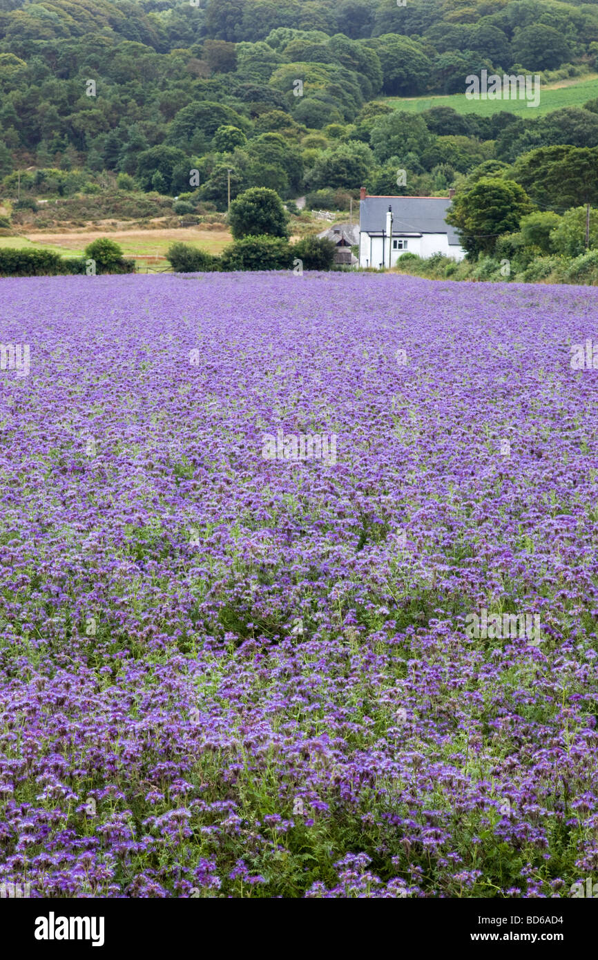 echium crop field near leedstown looking towards godolphin woods ...