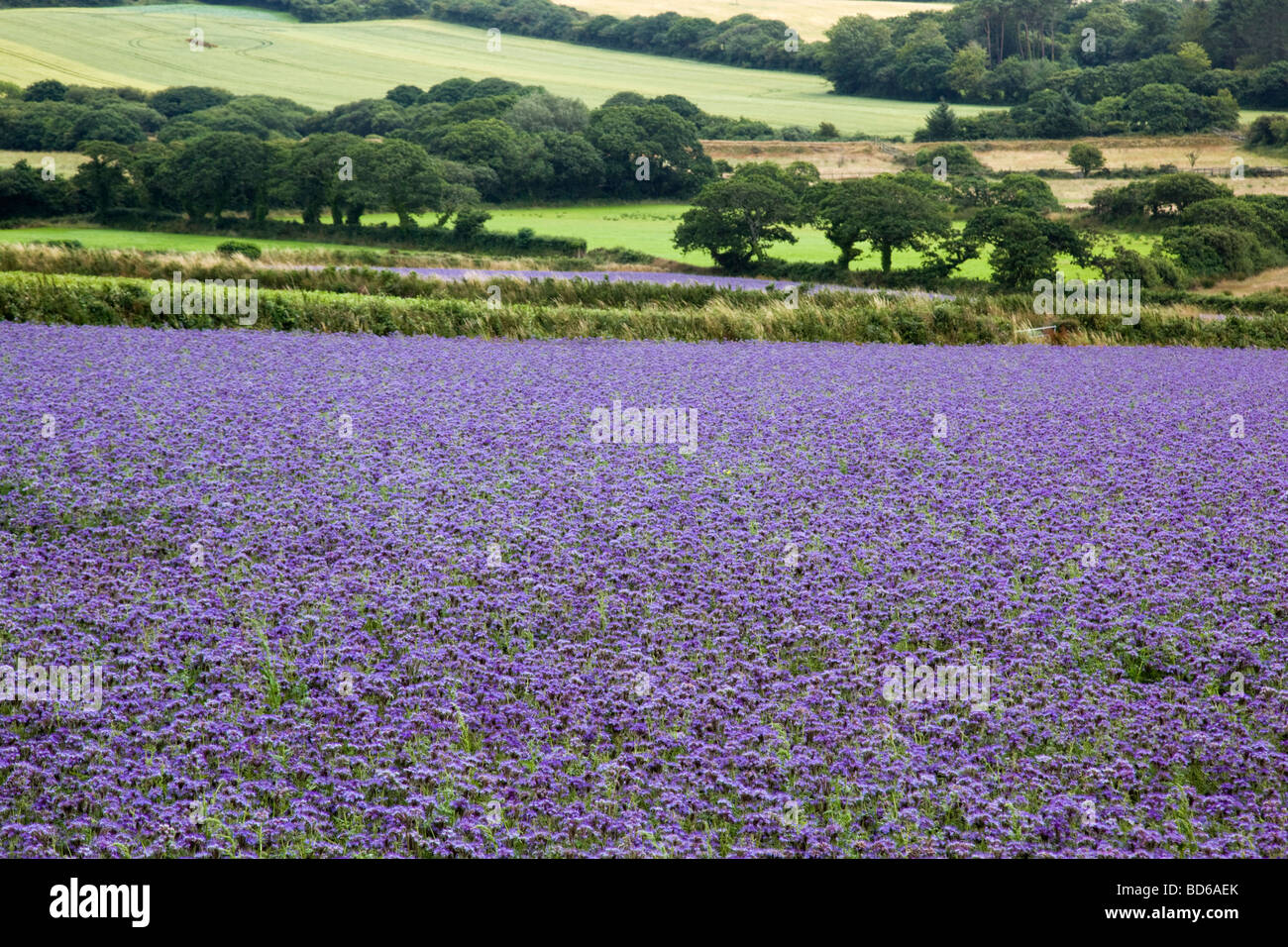 echium crop field near leedstown looking towards godolphin cornwall ...