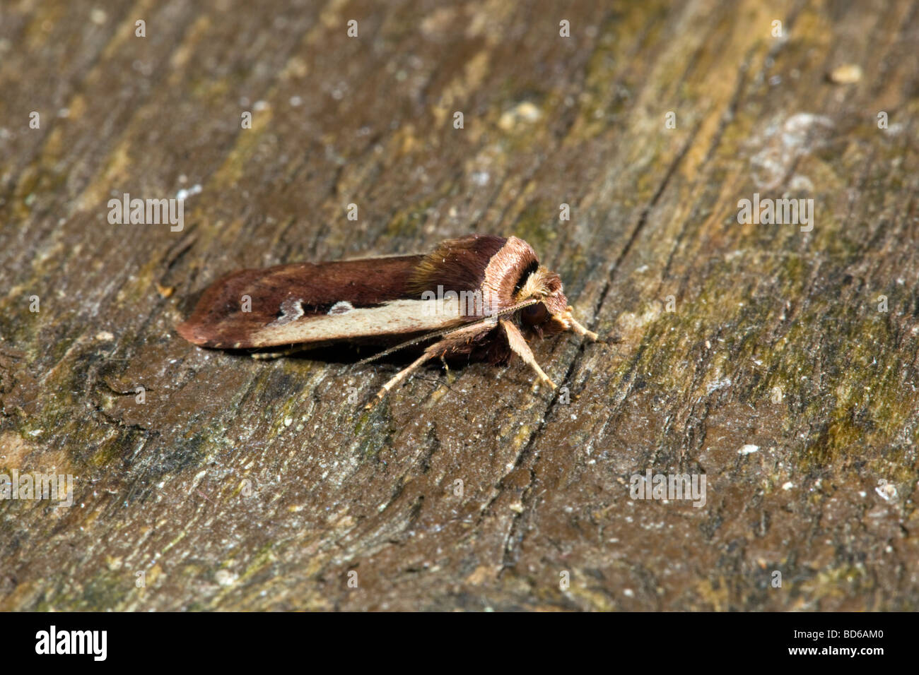 Flame Shoulder Moth High Resolution Stock Photography and Images - Alamy