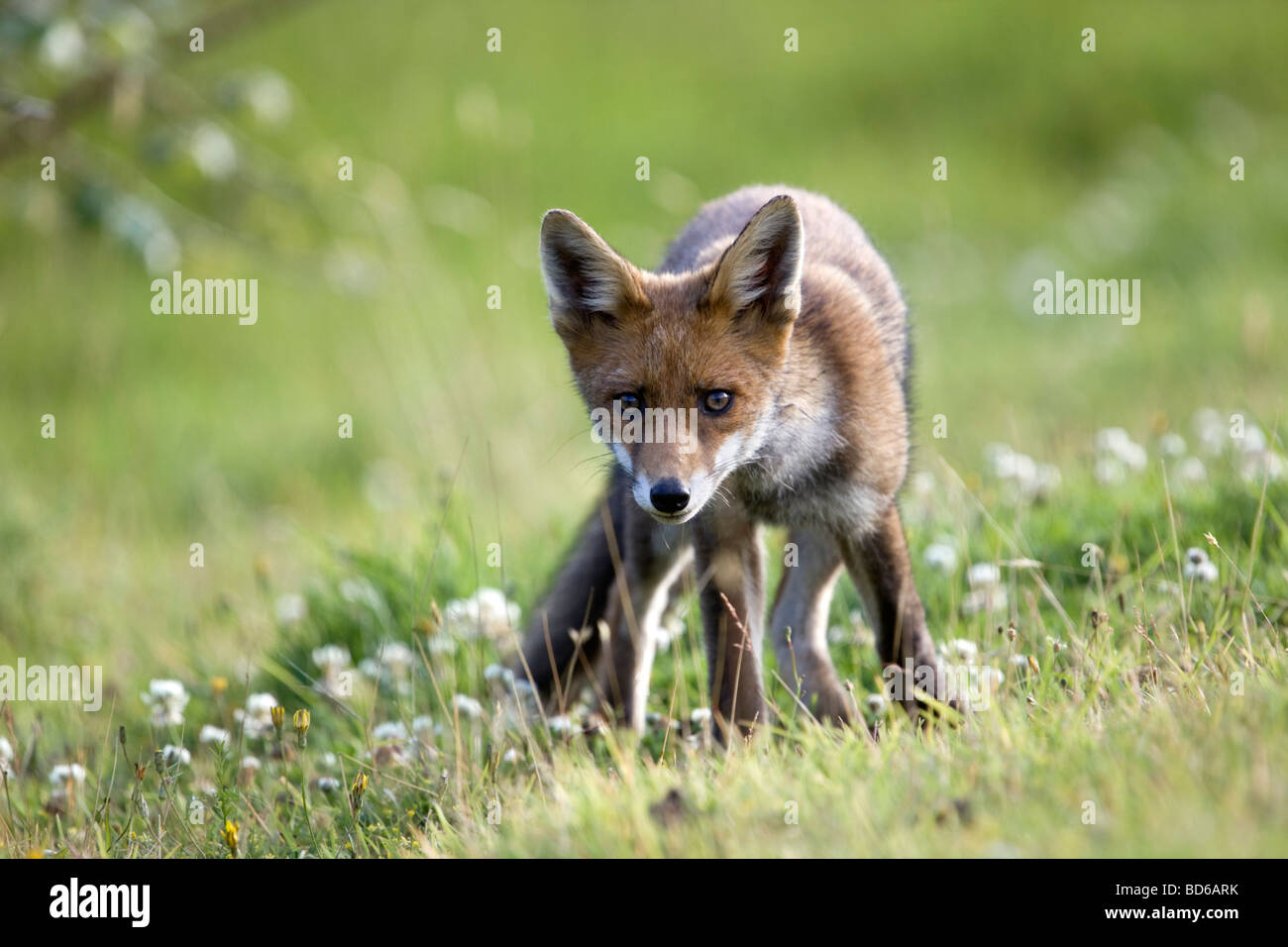 fox cub Vulpes vulpes cornwall Stock Photo - Alamy