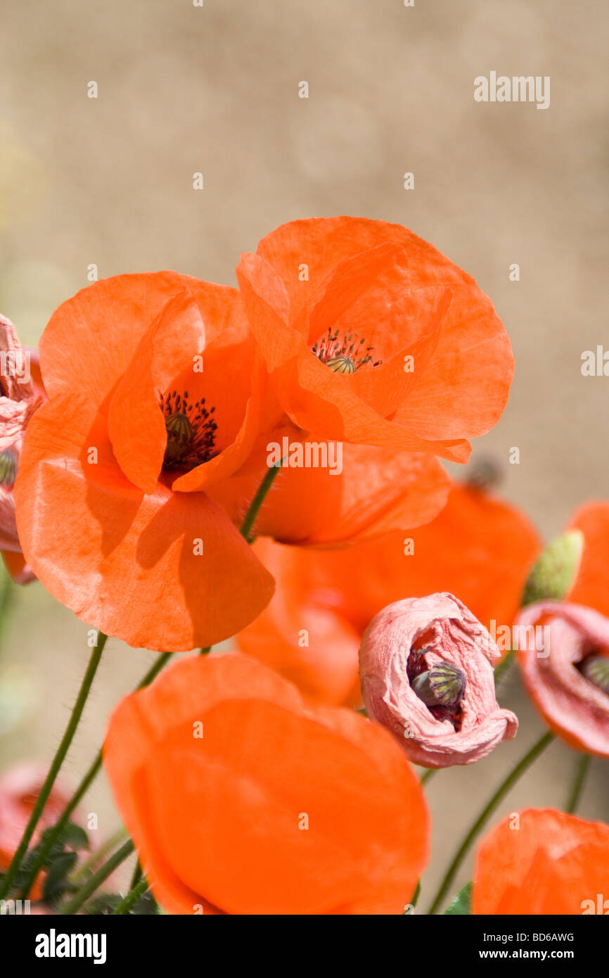 Dead poppies flowers hi-res stock photography and images - Alamy