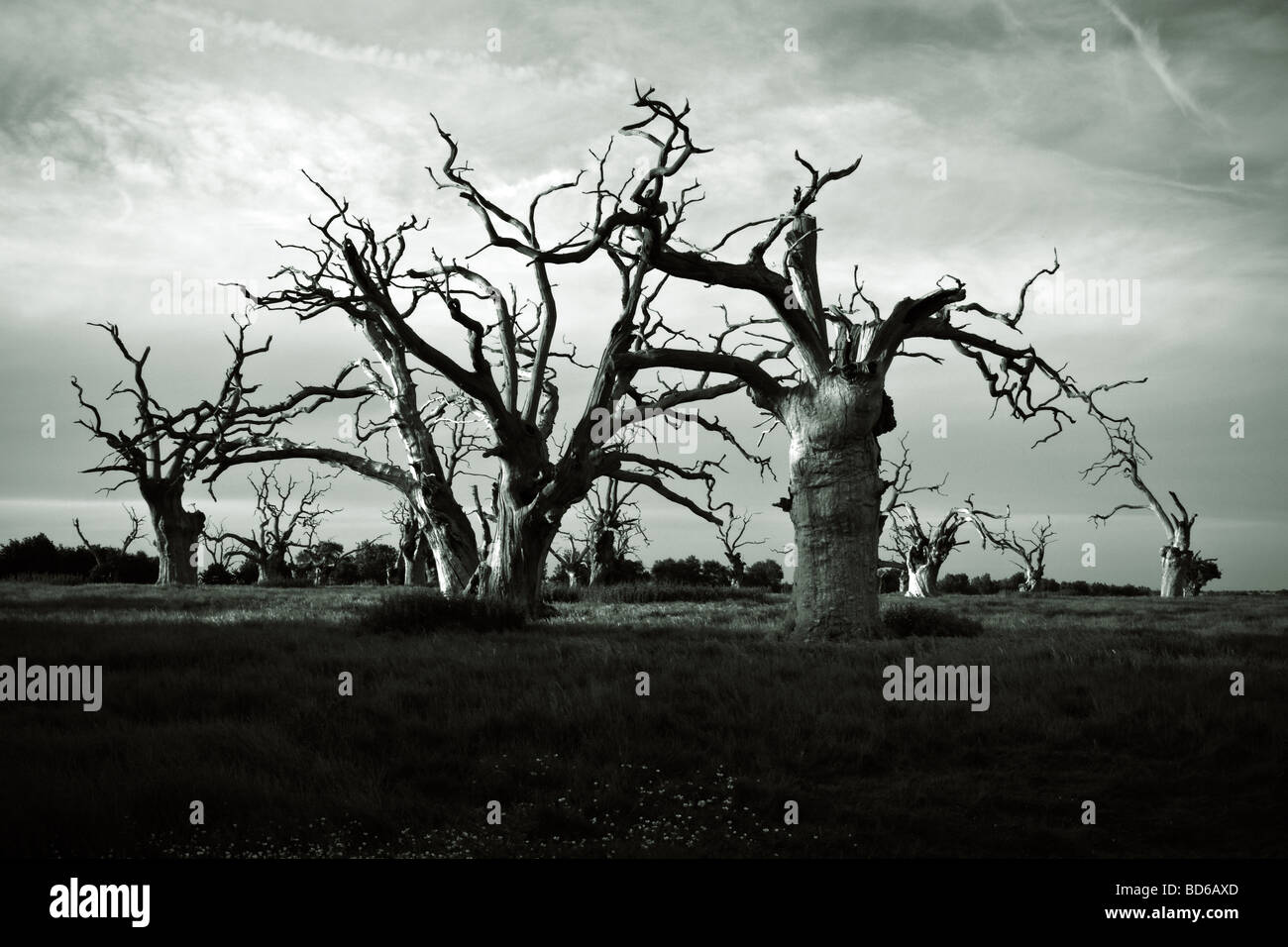 Monochrome image of dead oak trees, Essex, UK Stock Photo - Alamy