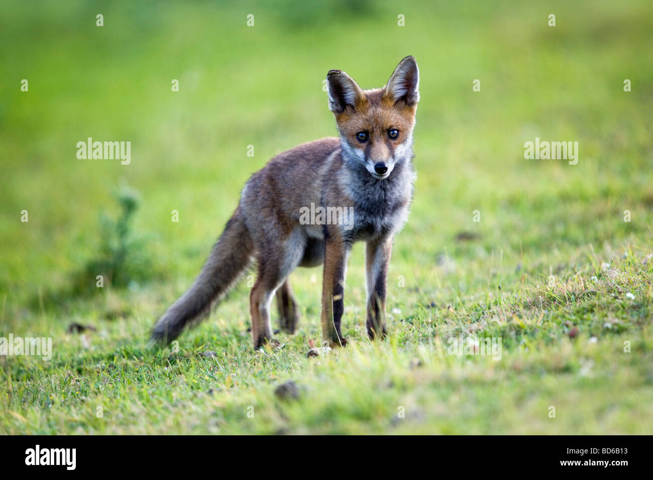 fox Vulpes vulpes cornwall Stock Photo - Alamy