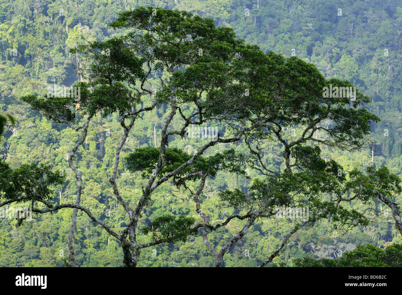 Rain forest seen from Cerro Pirre in Darien national park, Republic of ...
