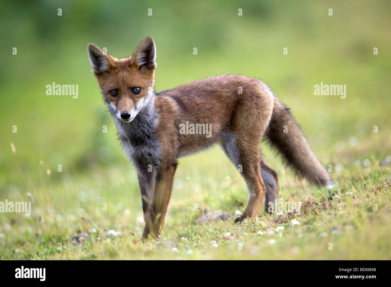 fox cub Vulpes vulpes cornwall Stock Photo - Alamy