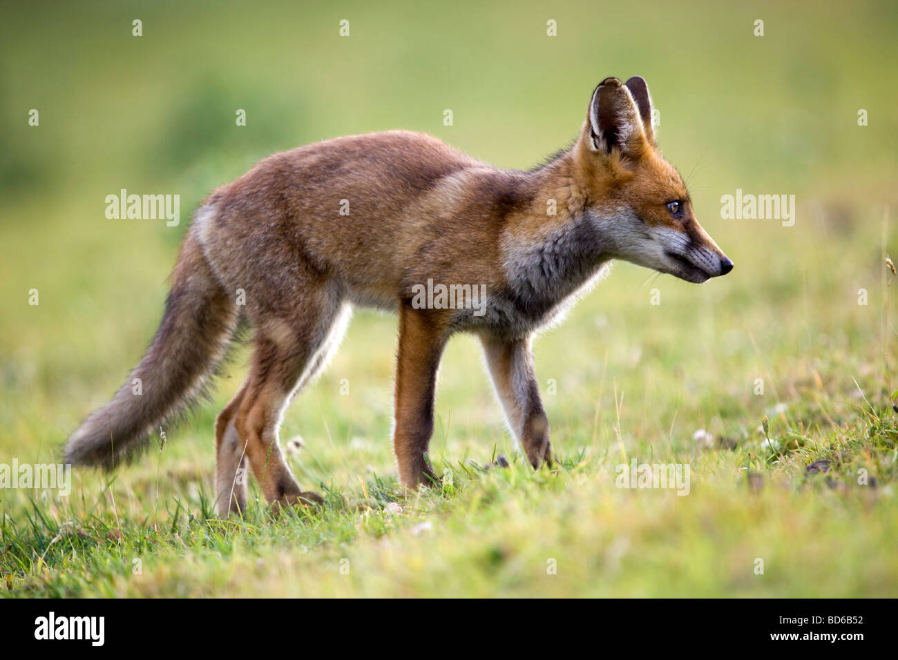 fox cub Vulpes vulpes cornwall Stock Photo - Alamy