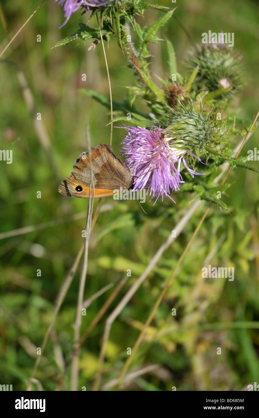 Butterfly gate hi-res stock photography and images - Alamy