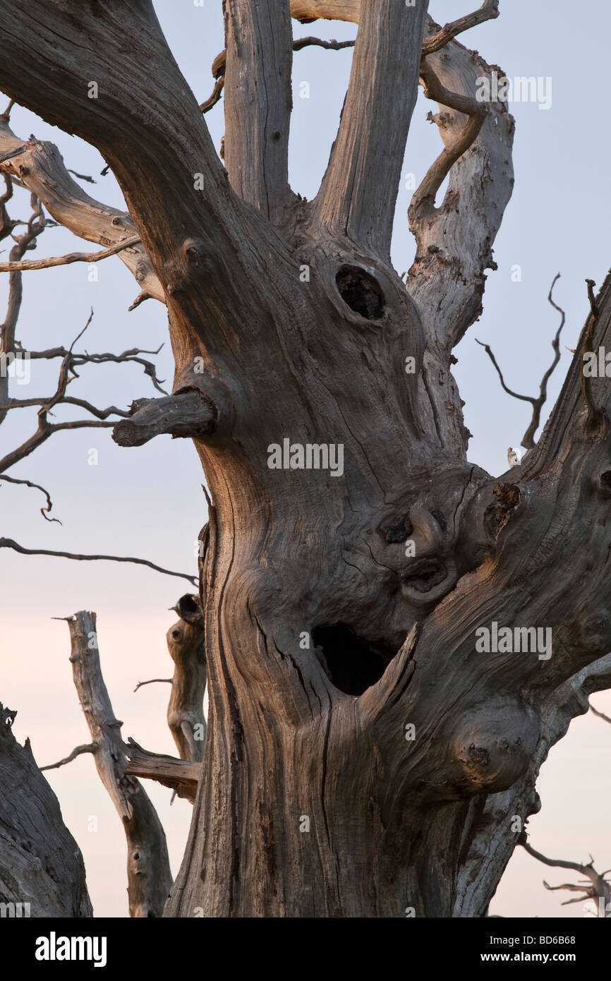Dead Oak Tree High Resolution Stock Photography and Images - Alamy