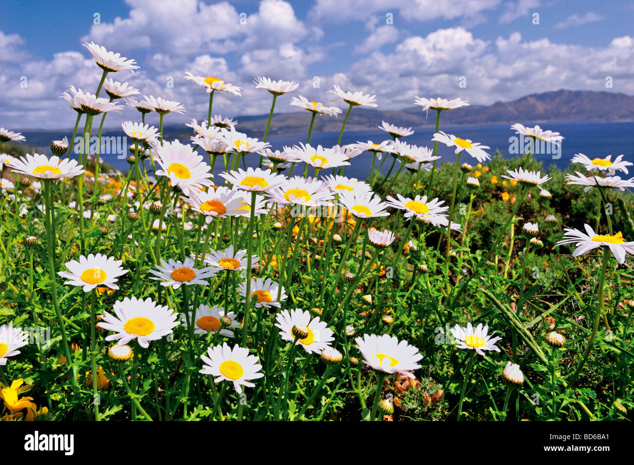 Wild Flowers Of Spain Stock Photos & Wild Flowers Of Spain Stock Images ...