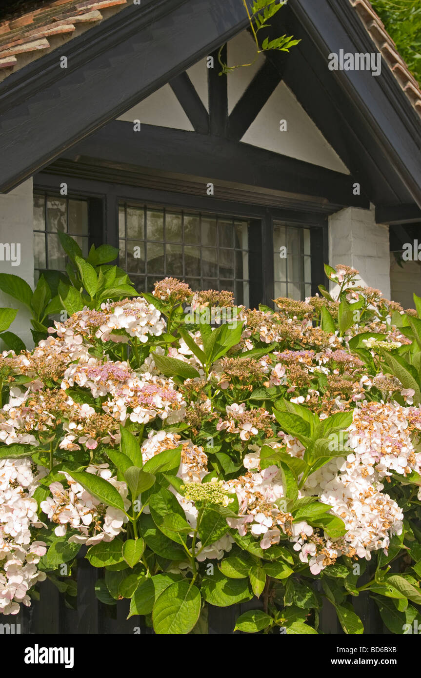 White Hydrangea Bush Outside a Country Cottage Window Stock Photo - Alamy