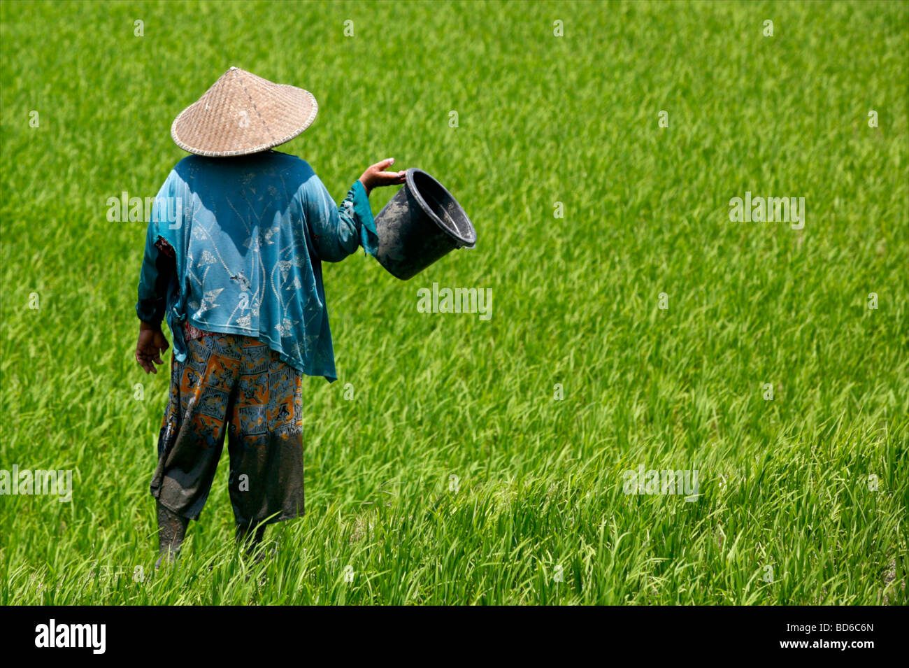 Indonesia, Island of Bali : rice-growing Stock Photo - Alamy
