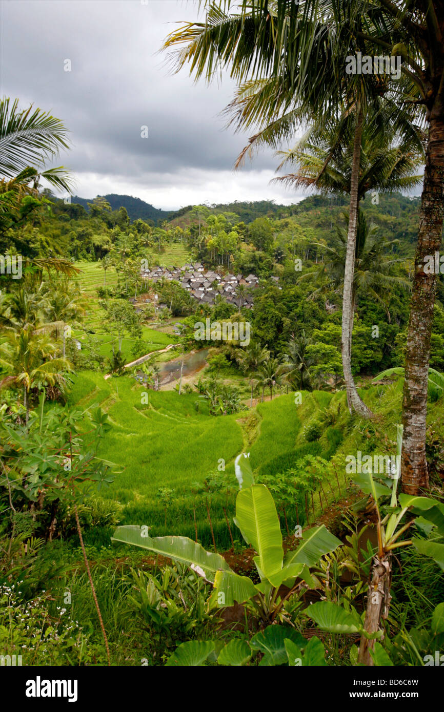 Indonesia, Java (island): landscape of paddy-fields Stock Photo - Alamy