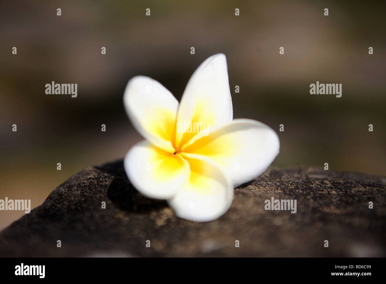 Frangipani tree trees hi-res stock photography and images - Alamy