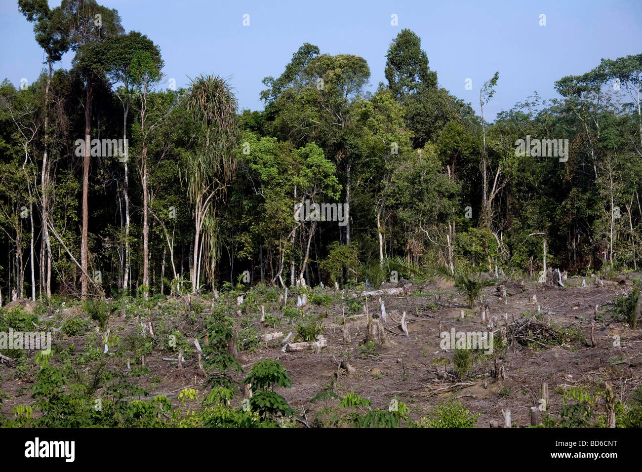 Indonesia, Sumatra Island : deforestation Stock Photo - Alamy
