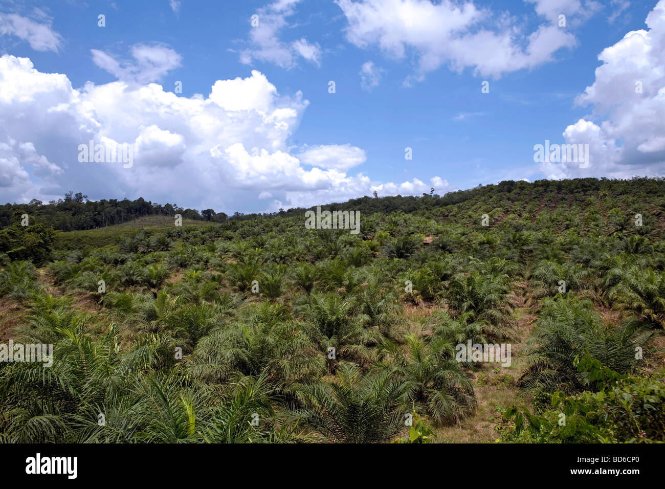 Indonesia, Sumatra Island : deforestation Stock Photo - Alamy