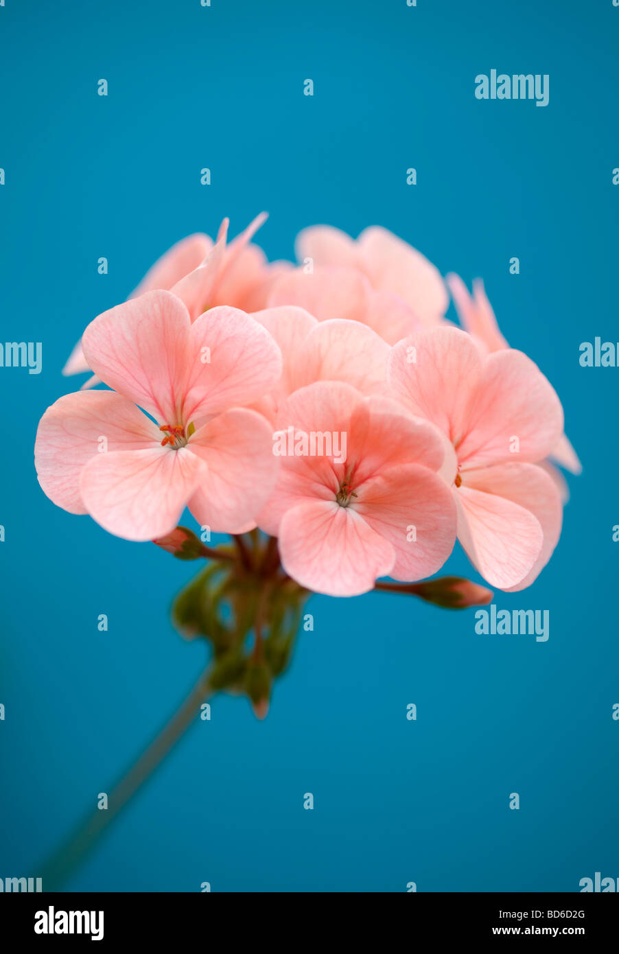 Pink Geranium photographed with Macro Lens using studio lighting and ...